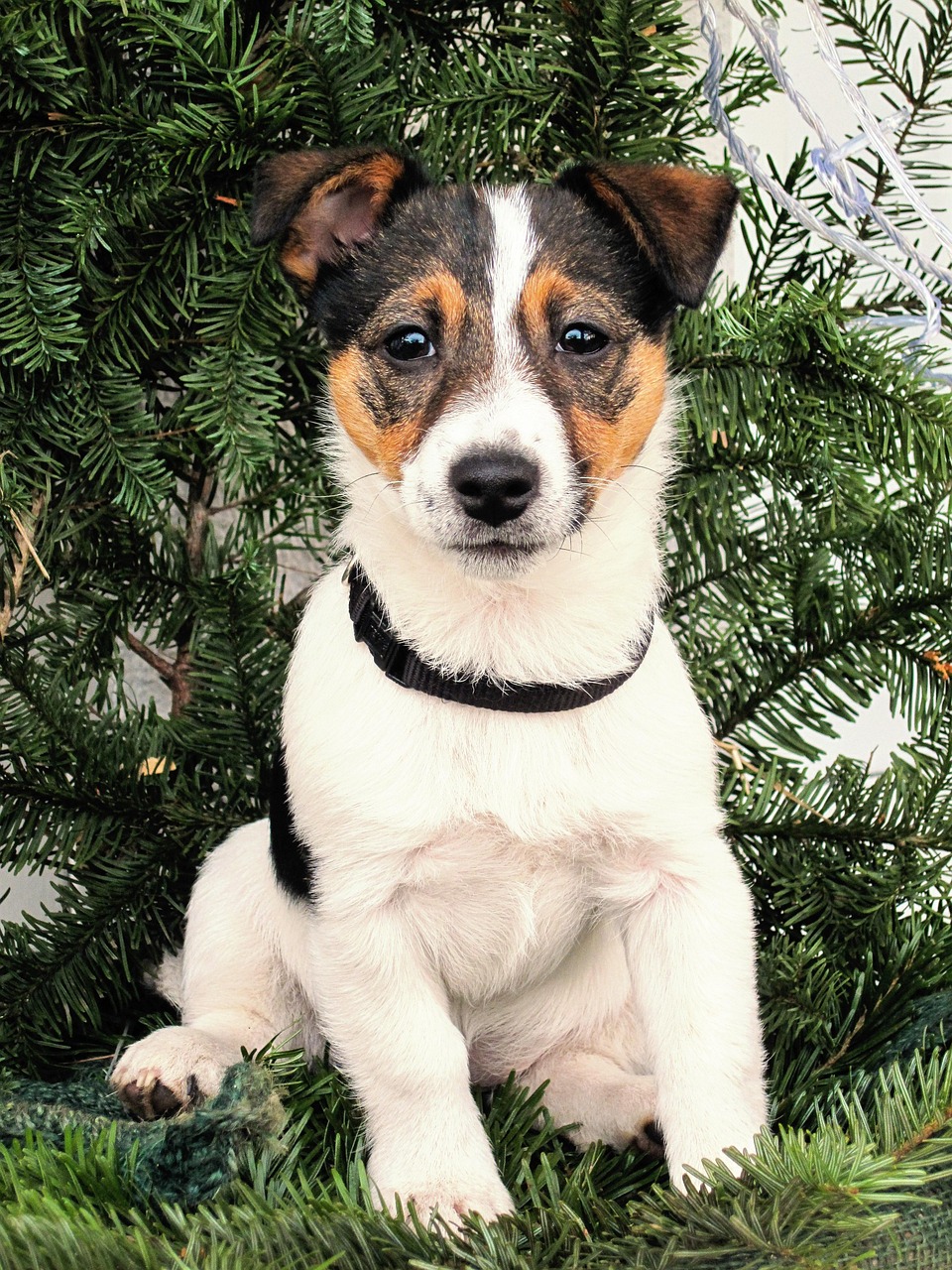 Dog Puppy Jack Russel - Free photo on Pixabay - Pixabay