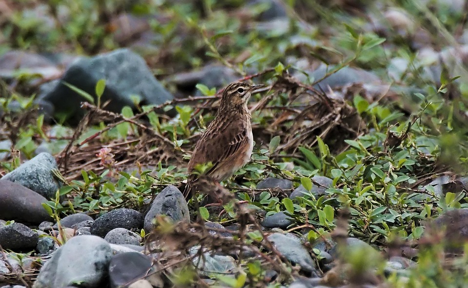 Paddy Field Pipit Juvenile Wild - Free photo on Pixabay - Pixabay