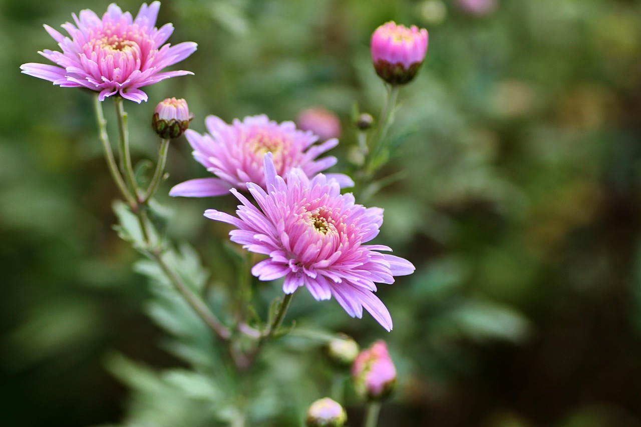 Crisântemo Flor Natureza - Foto gratuita no Pixabay - Pixabay