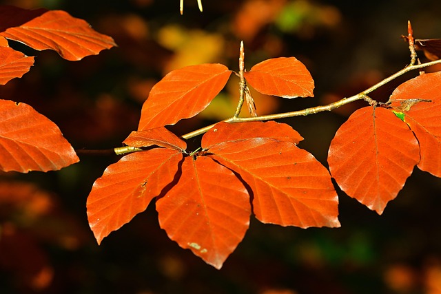 Forest Leaves Fall - Free photo on Pixabay