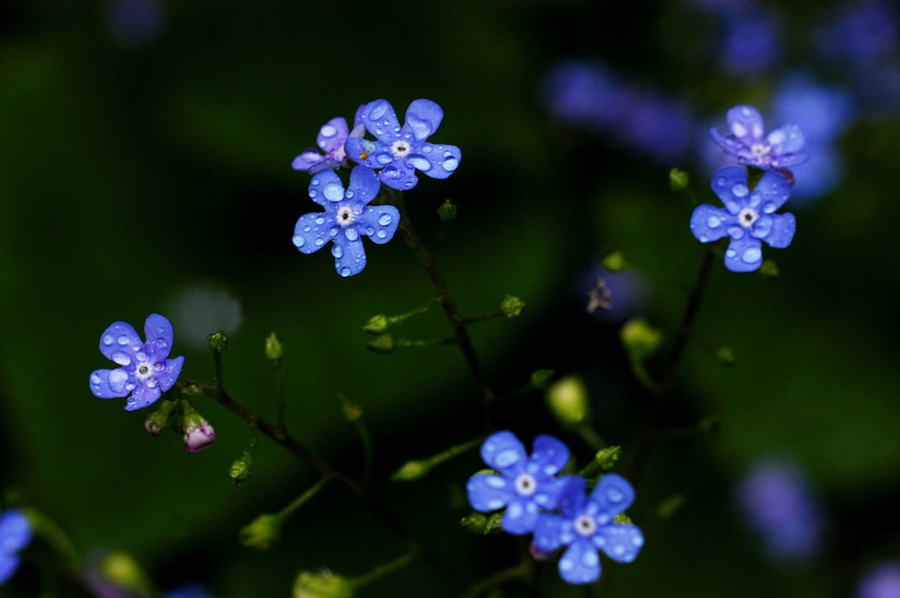 Flores Noche Bloom - Foto gratis en Pixabay - Pixabay