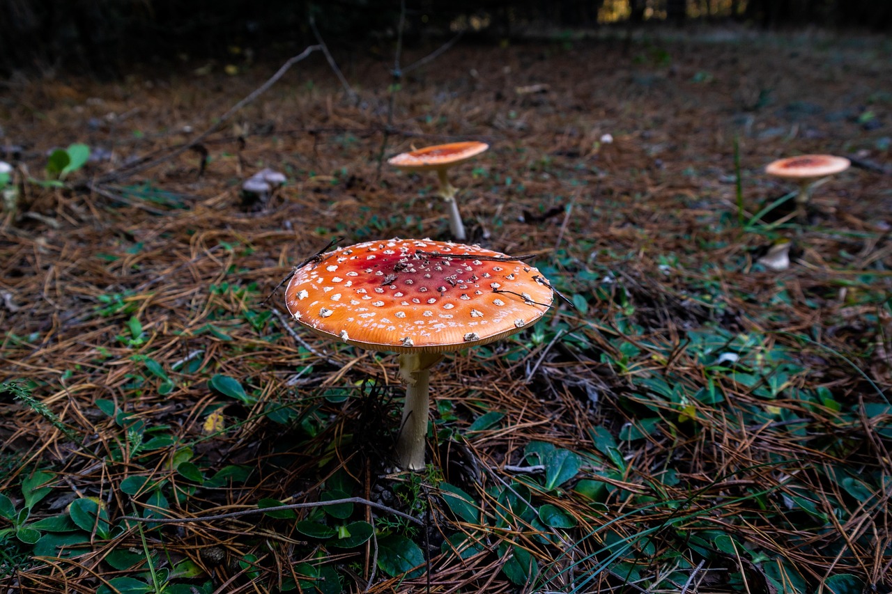 Champignons Forêt Automne Amanite - Photo gratuite sur Pixabay - Pixabay