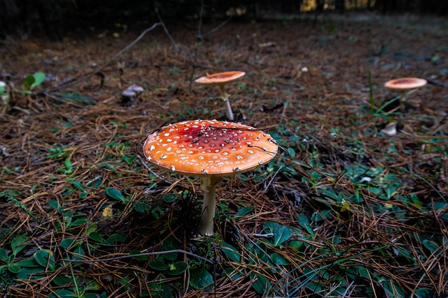 Champignons Forêt Automne Amanite - Photo gratuite sur Pixabay - Pixabay