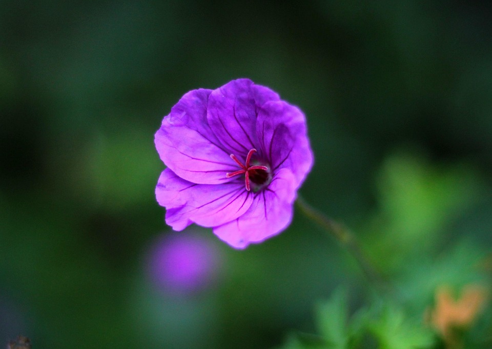Geranium Dilys Herbst Garten - Kostenloses Foto auf Pixabay
