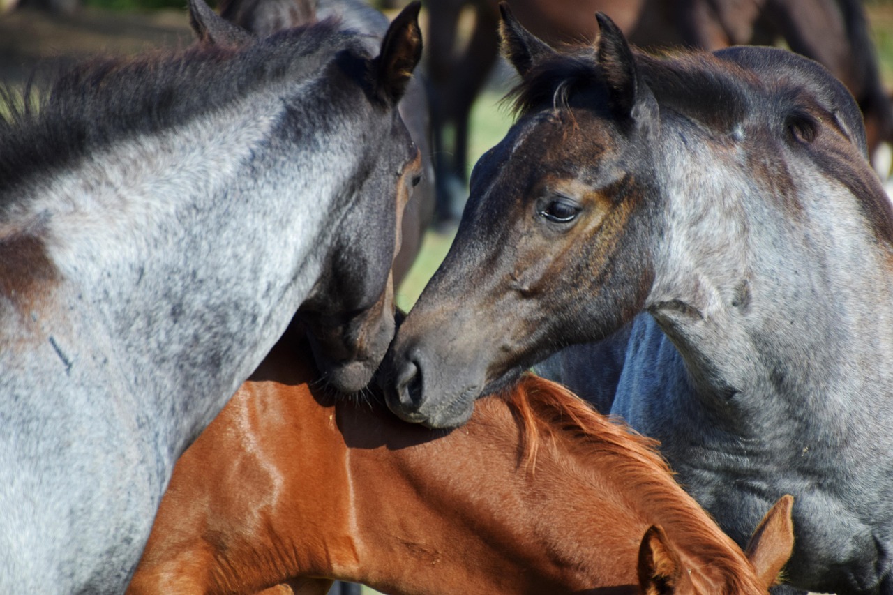 Caballo Ruano Azul