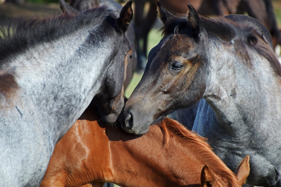 Cavalo Potranca Ruão Azul - Foto gratuita no Pixabay - Pixabay