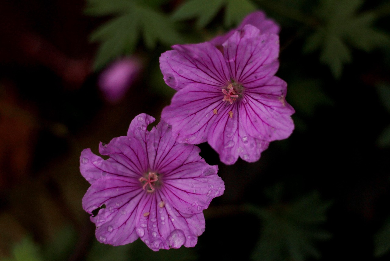 Geranium Pink Penny Garten Herbst - Kostenloses Foto auf Pixabay - Pixabay