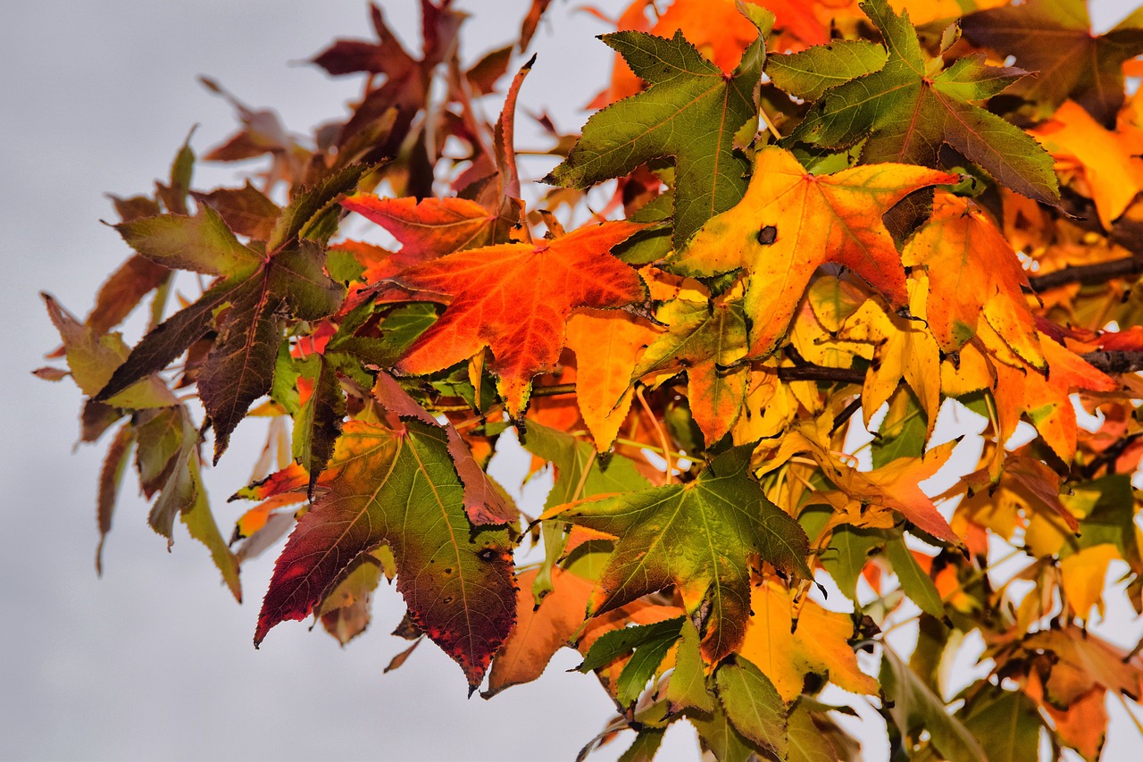 Otoño Hdr Colores Brillantes - Foto gratis en Pixabay