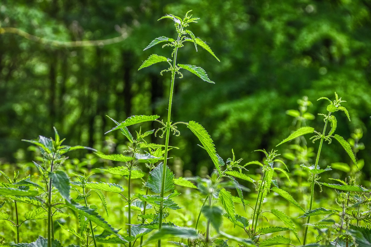 200,000+ Free Nettle Plant & Nettle Photos - Pixabay