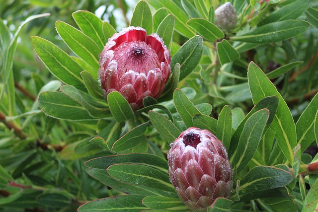 200+ Free Protea & Nature Images - Pixabay