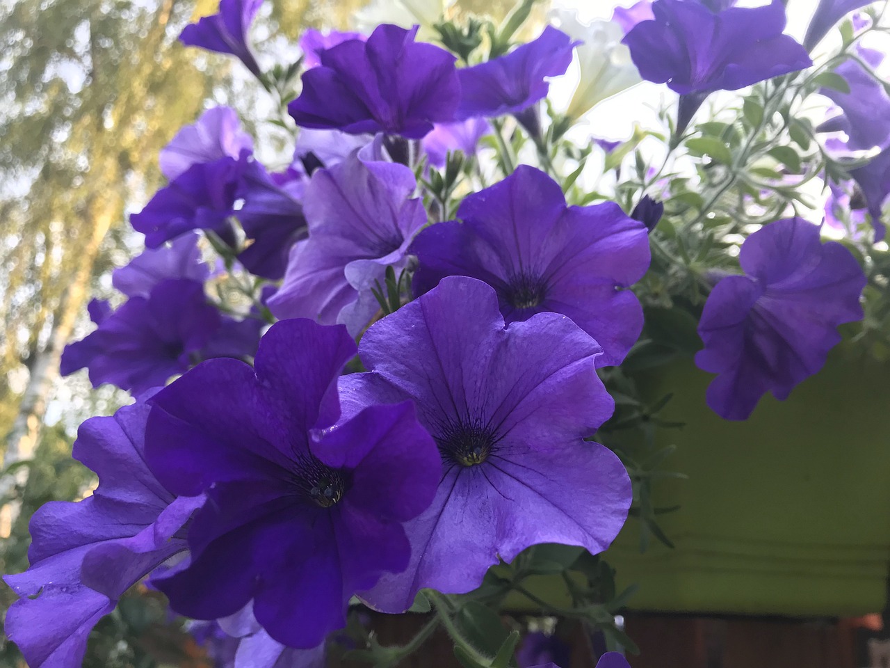 Lila Blumen Flower - Kostenloses Foto auf Pixabay - Pixabay