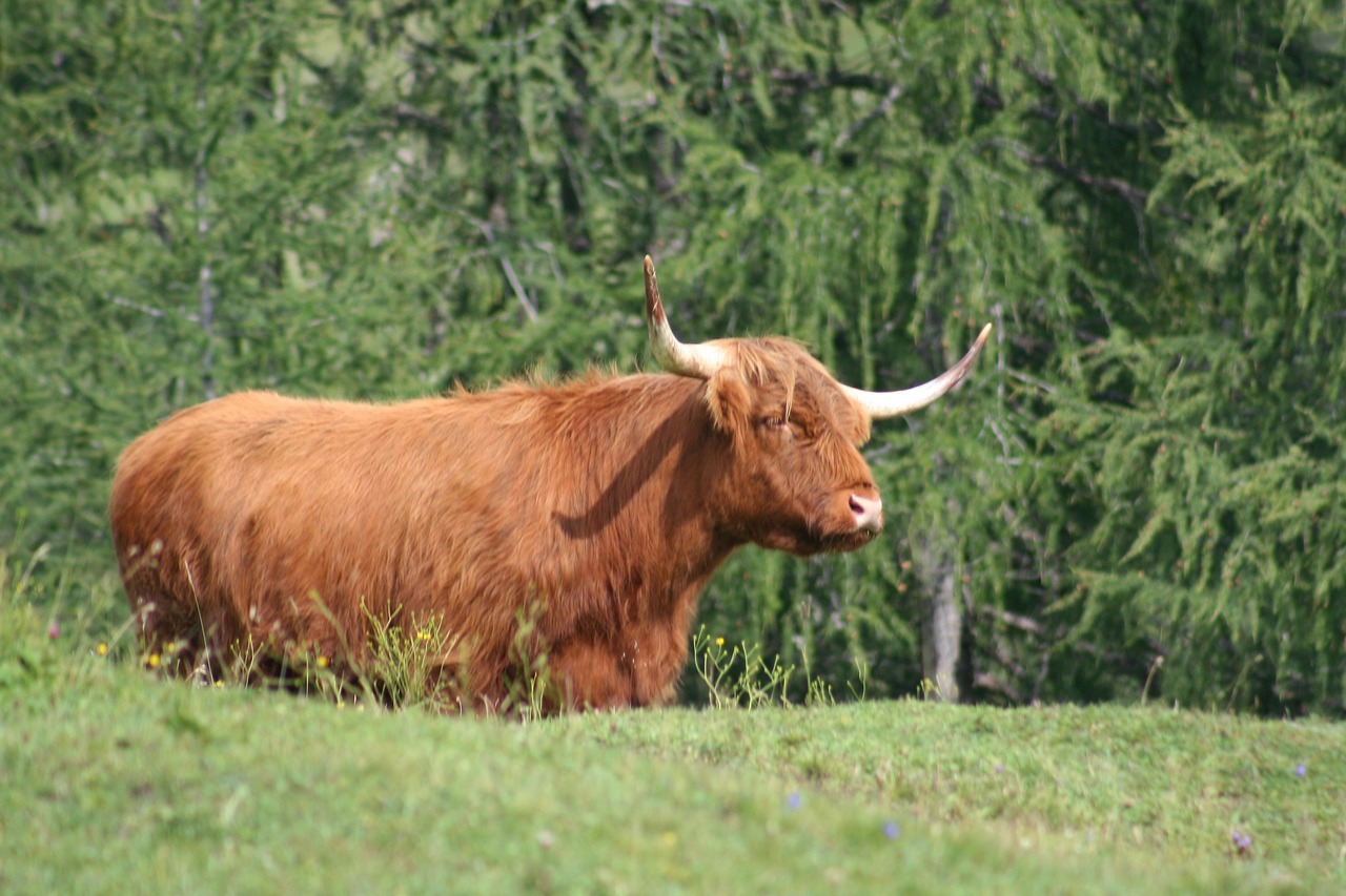 Vache Aumônier Pâturage La - Photo gratuite sur Pixabay - Pixabay