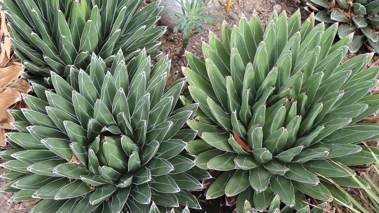 Succulent Crass Plant - Free photo on Pixabay - Pixabay