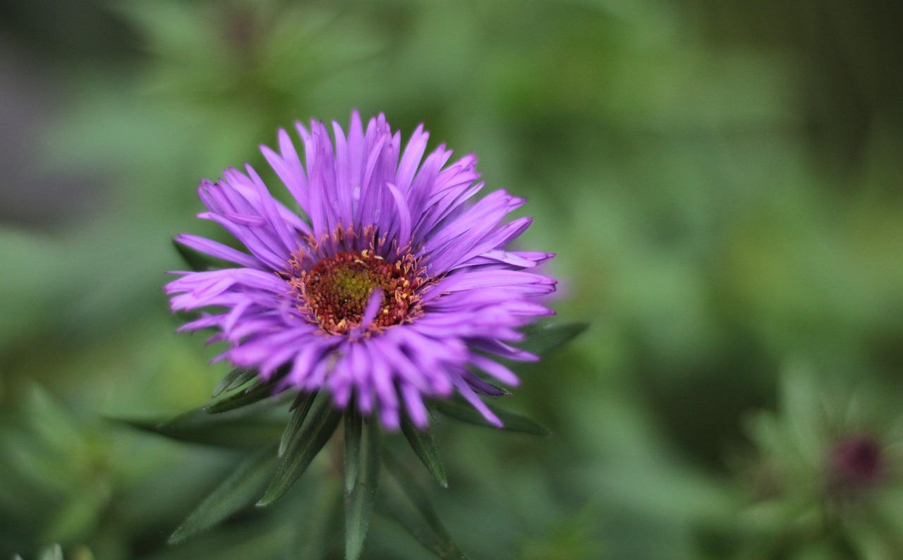 超过 3100000 张关于“Aster Novi-Angliae Fialové Dome”和“自然”的免费图片 - Pixabay