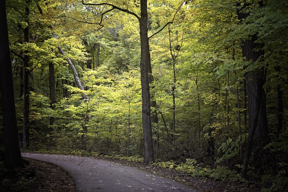 Natur Weg Pfad - Kostenloses Foto auf Pixabay - Pixabay