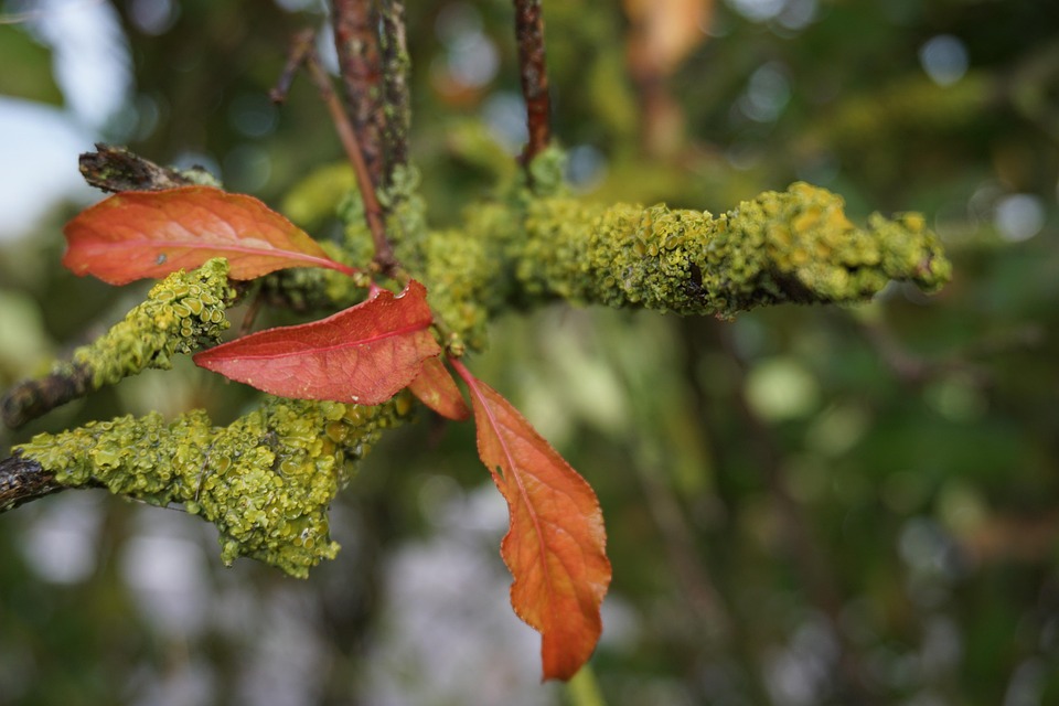 Herbst Zweig Ast - Kostenloses Foto auf Pixabay - Pixabay