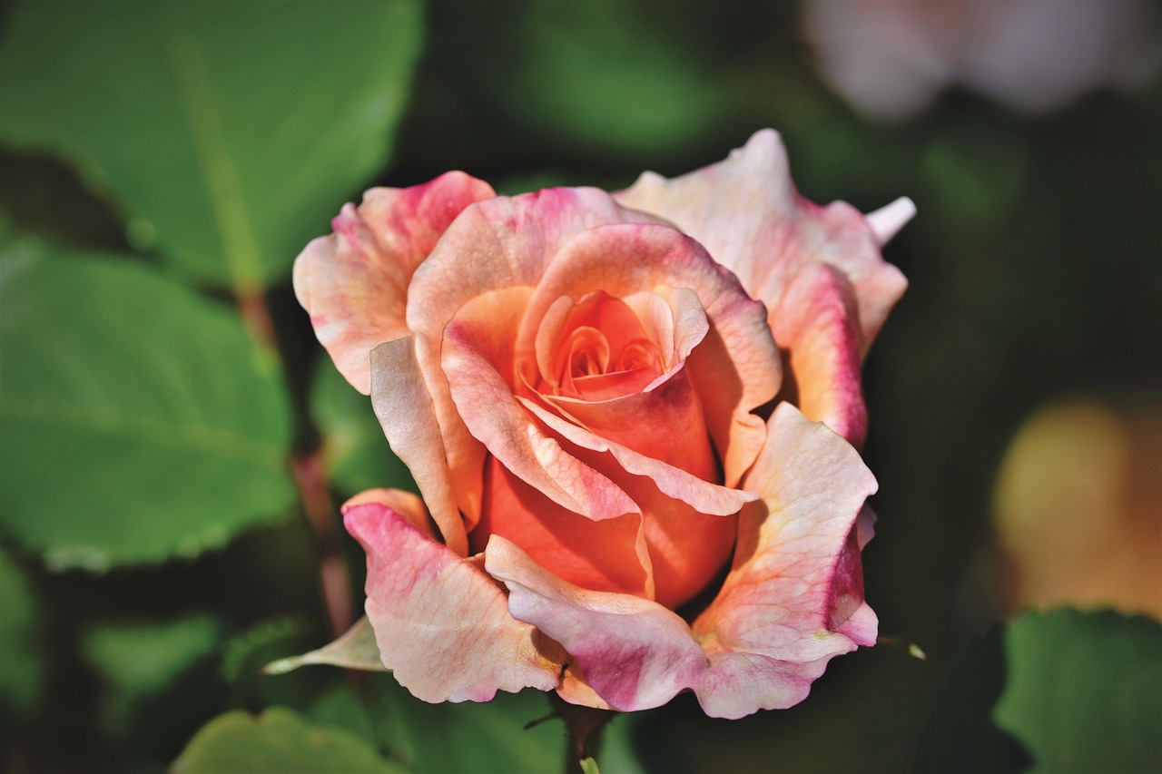 Rosa Flor De Jardín Color - Foto gratis en Pixabay - Pixabay