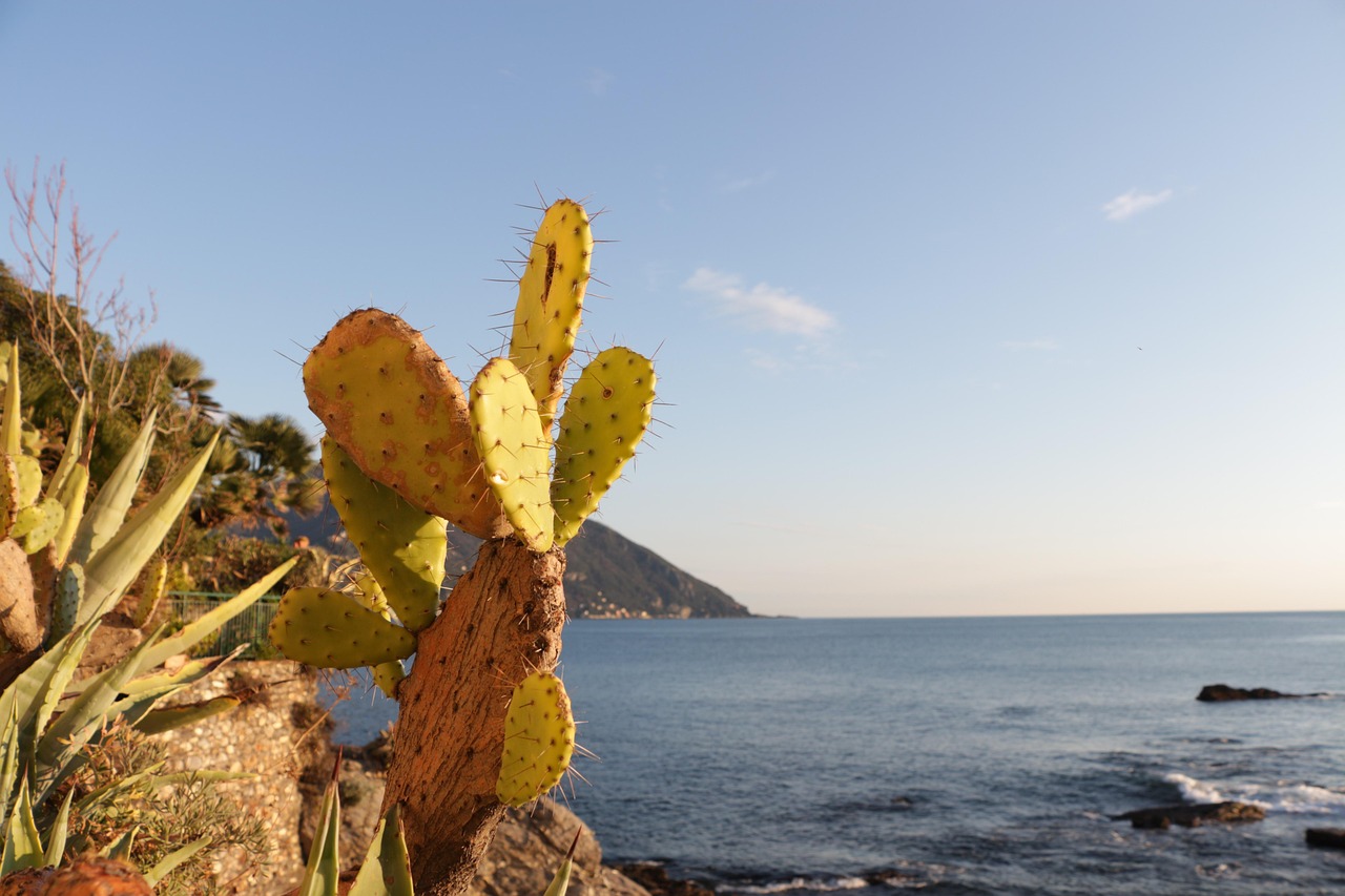 Hav Cactus Grön - Gratis foto på Pixabay