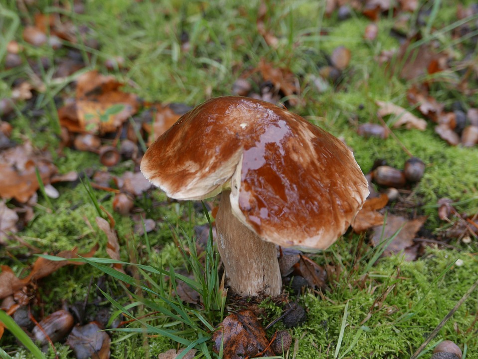 Mérges Gomba Gombák - Ingyenes fotó a Pixabay-en - Pixabay