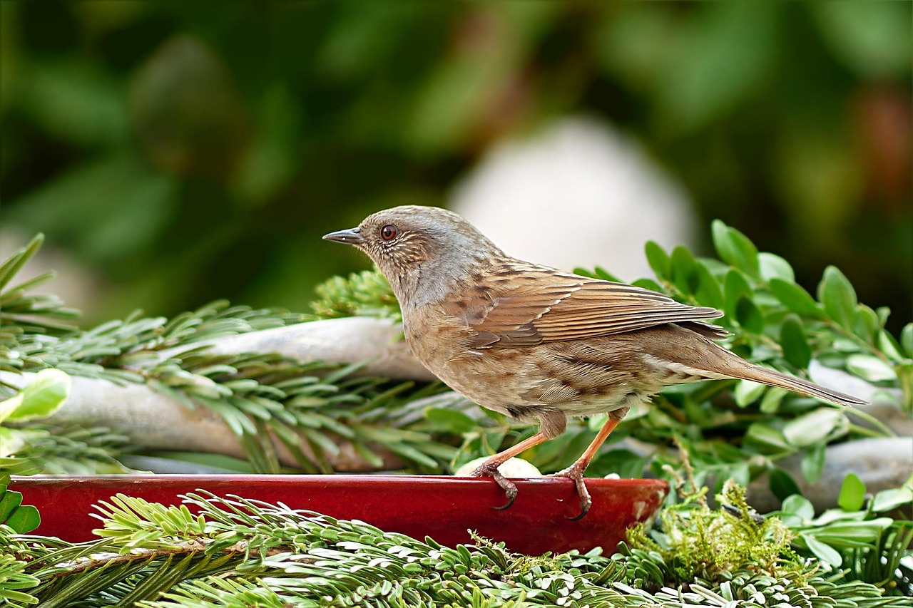 100+ Free Dunnock & Bird Images - Pixabay