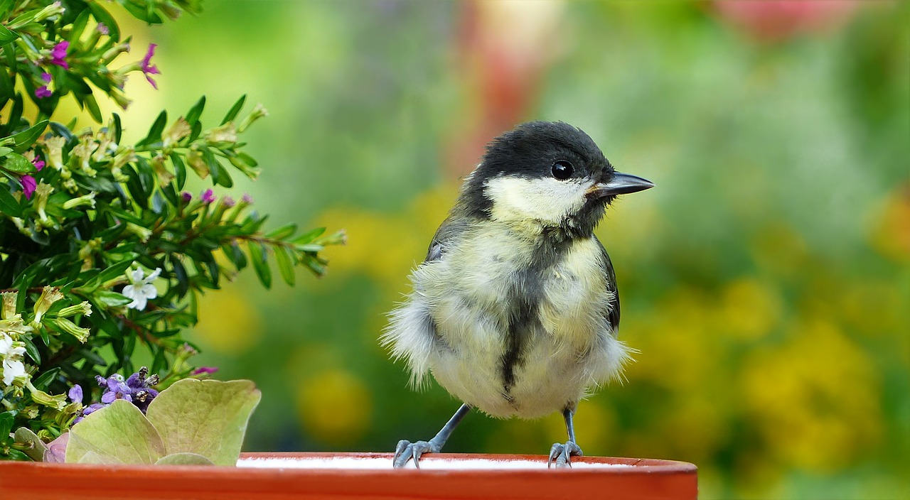Animal Bird Songbird - Free photo on Pixabay - Pixabay