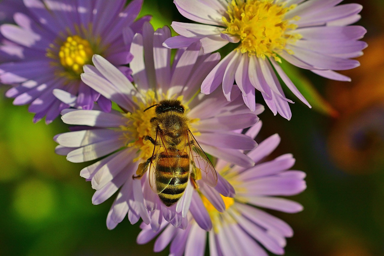 200+ Free Bee Falls & Fall Images - Pixabay