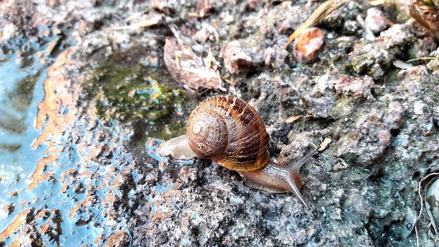 Schnecke Tier Klein Sehr - Kostenloses Foto auf Pixabay - Pixabay