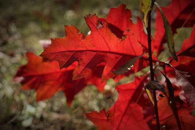 Warna Merah Daun Oak Musim - Foto gratis di Pixabay - Pixabay
