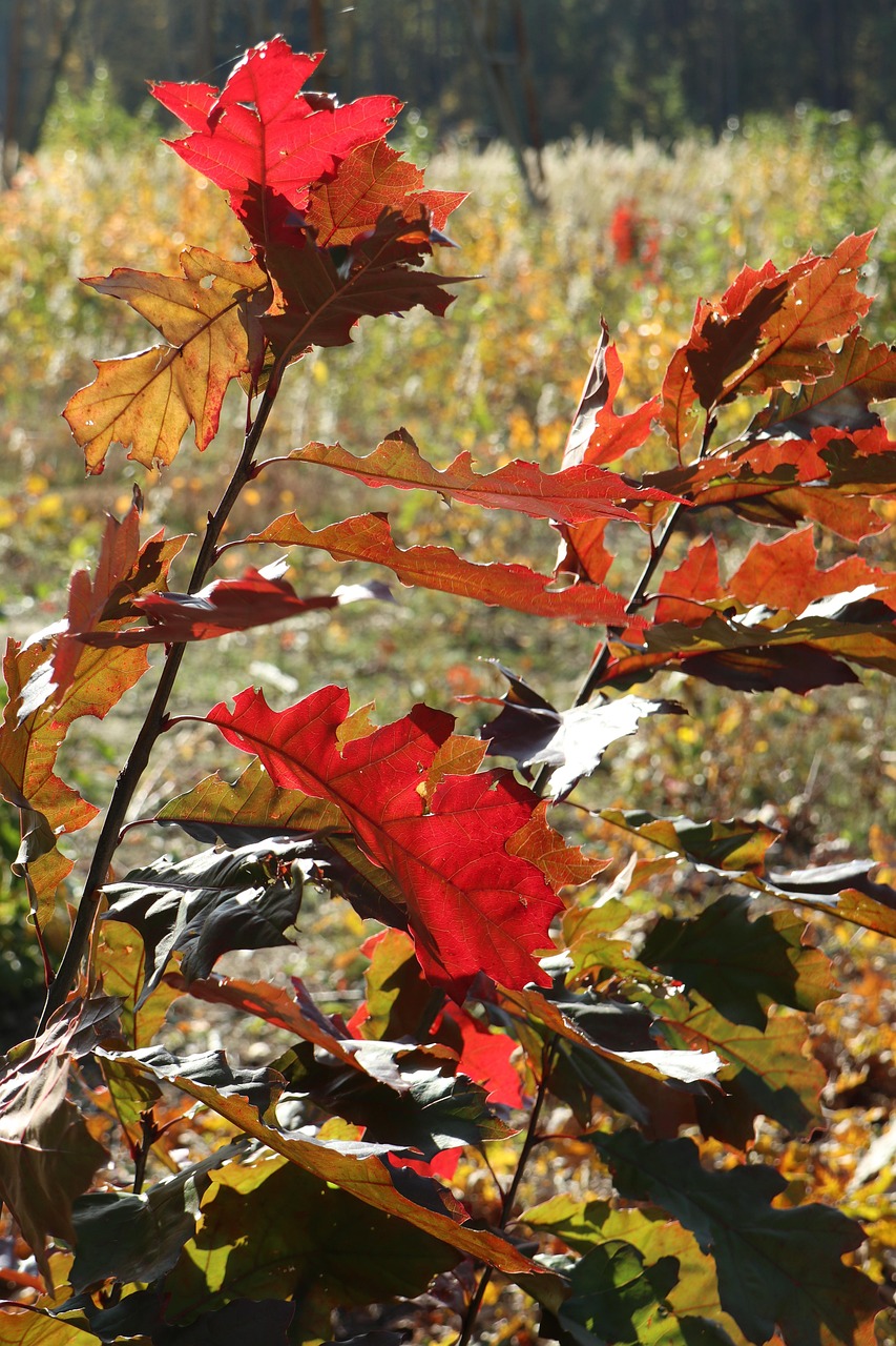 Couleurs D'Automne Feuilles Les - Photo gratuite sur Pixabay - Pixabay