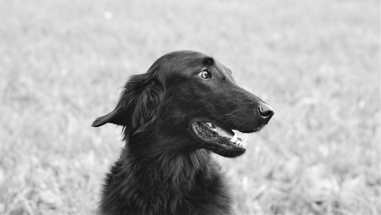 60,000+ Free Dog White Background & Nature Images - Pixabay