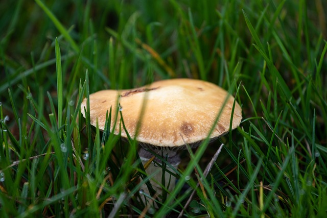 Champignon Sauvage Champignons - Photo gratuite sur Pixabay - Pixabay