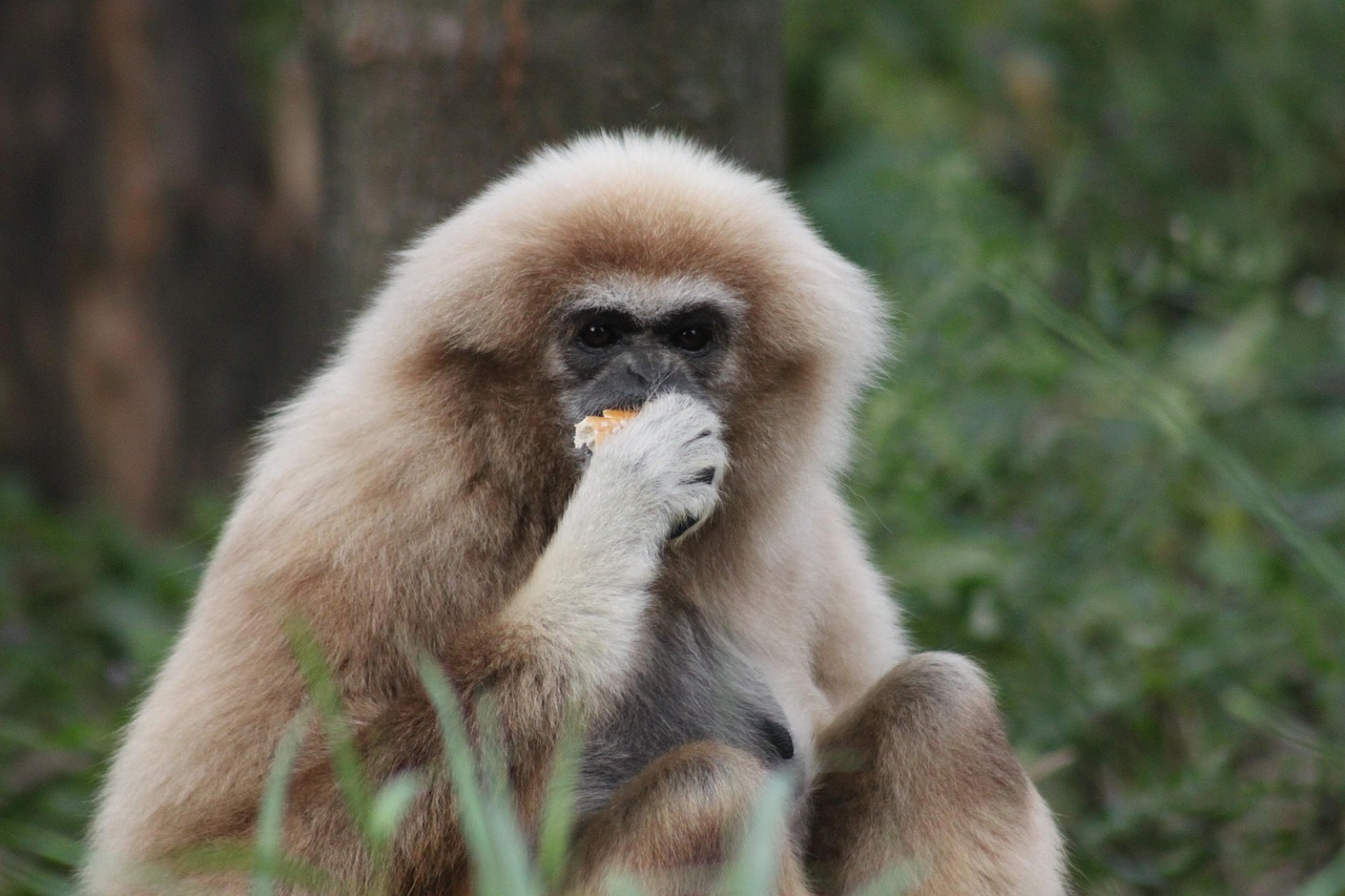 Macaco Primata Mamífero Animais - Foto gratuita no Pixabay - Pixabay