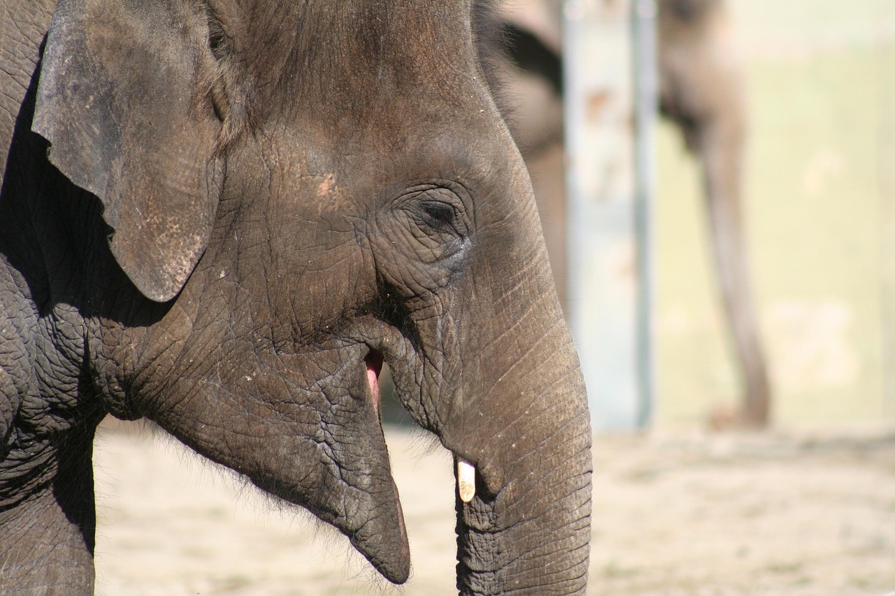 Elephant Proboscis Laugh - Free photo on Pixabay