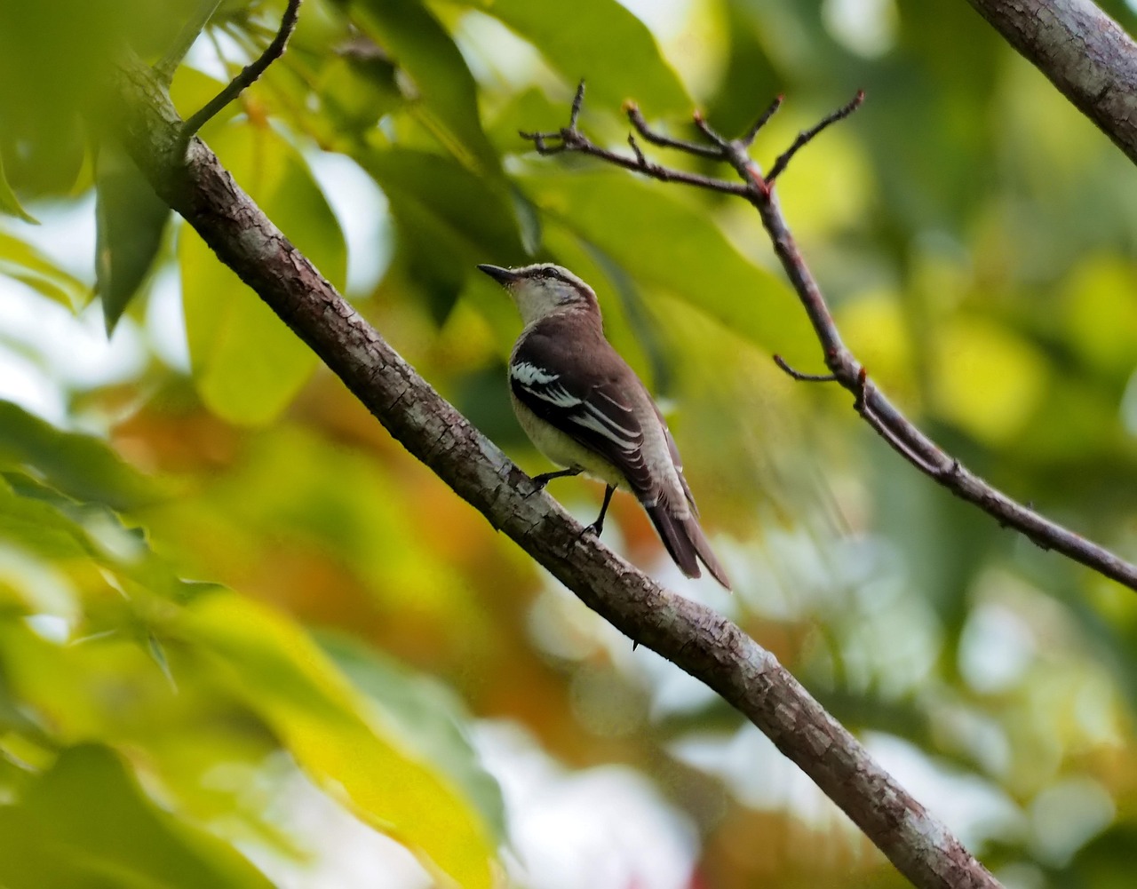 30,000+ Free Pied Triller Uita În Sus & Nature Images - Pixabay