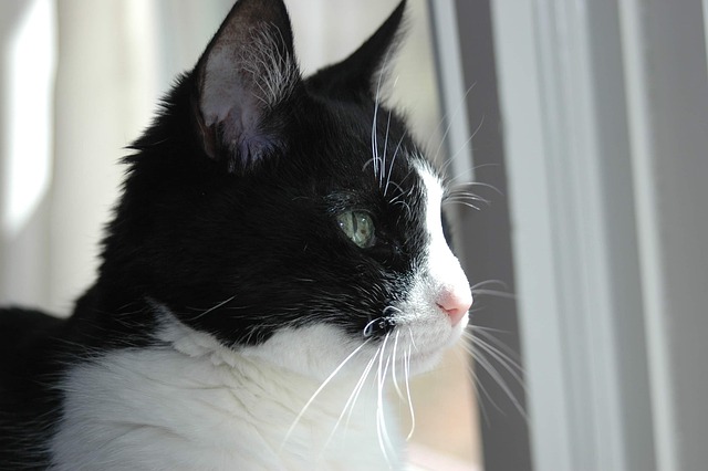 Gato De Esmoquin Kitty - Foto gratis en Pixabay