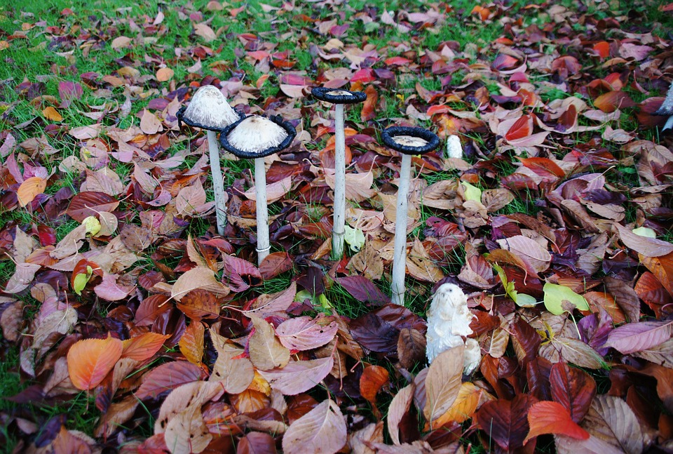 Nature Fall Mushroom - Free photo on Pixabay - Pixabay