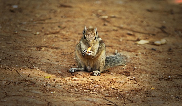 Animal Squirrel Food - Free photo on Pixabay