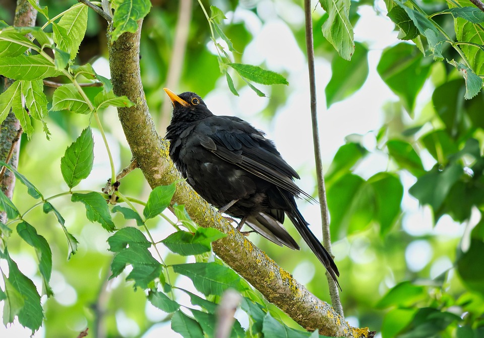 Merle Oiseau Oiseaux - Photo gratuite sur Pixabay - Pixabay
