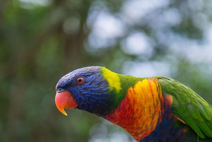 2,000+ Free Tropical Birds & Bird Images - Pixabay