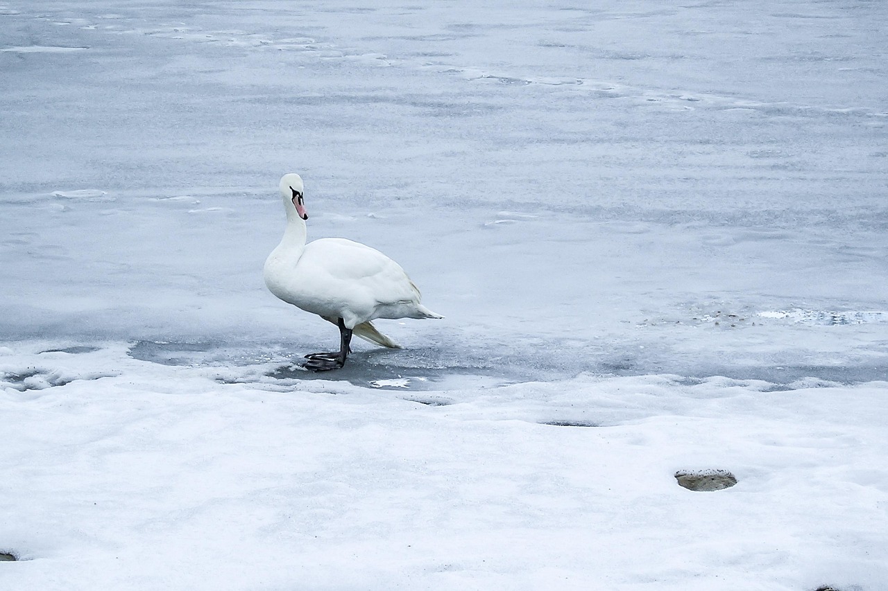 Swan Winter Ice - Free photo on Pixabay - Pixabay