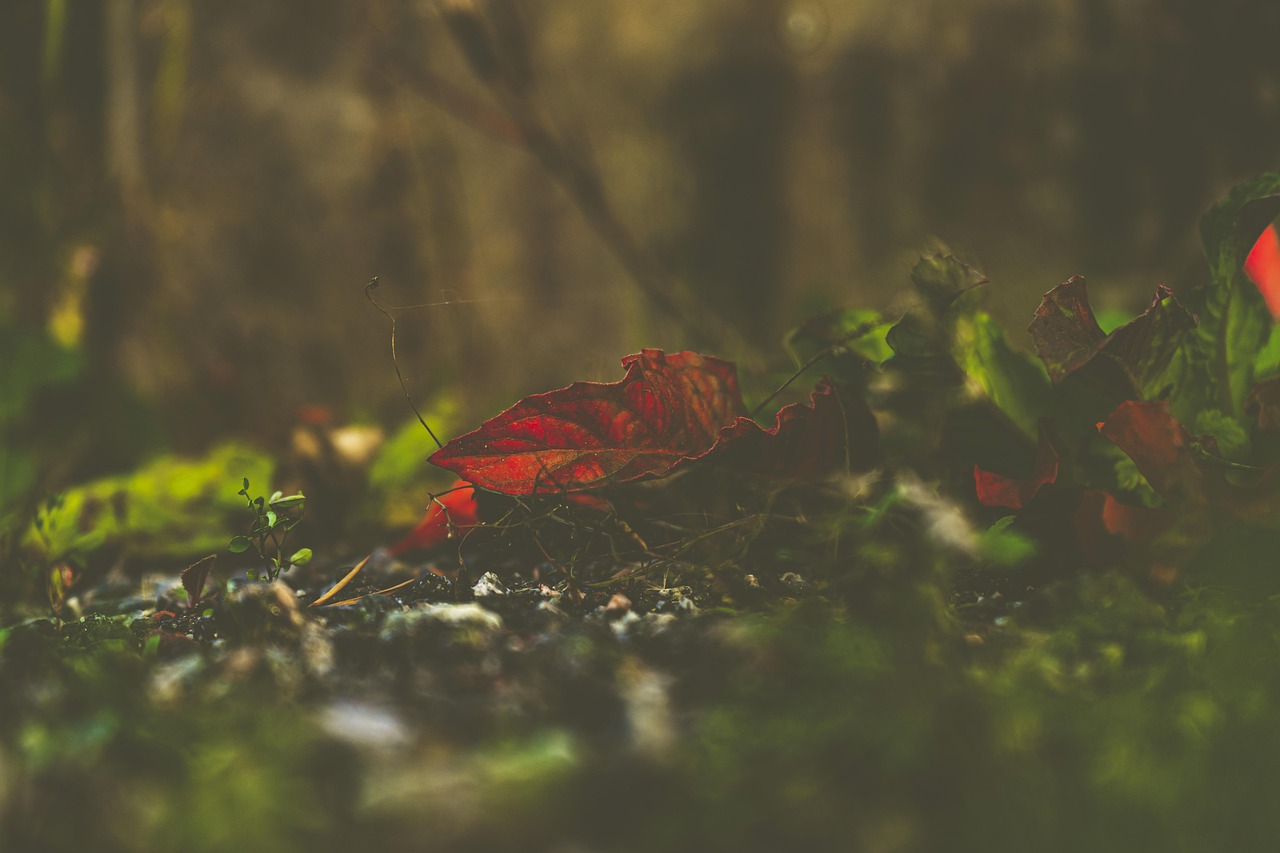 Green Red Nature - Free photo on Pixabay - Pixabay