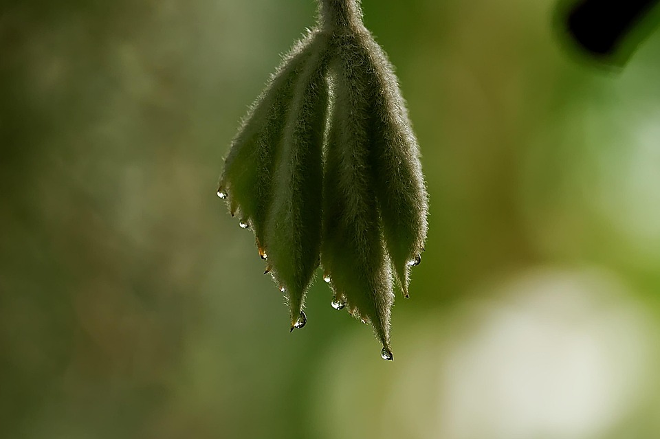 Leaf Rain Nature - Free photo on Pixabay - Pixabay