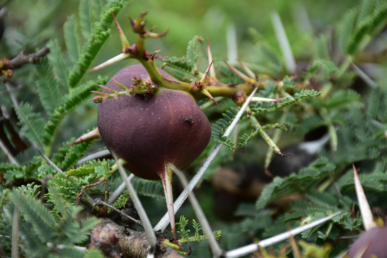 100+ Free Symbiosis & Nature Images - Pixabay