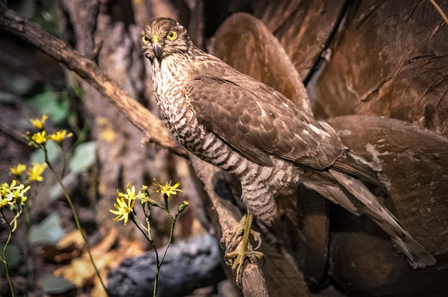 Hawk Bird Nature - Free photo on Pixabay - Pixabay