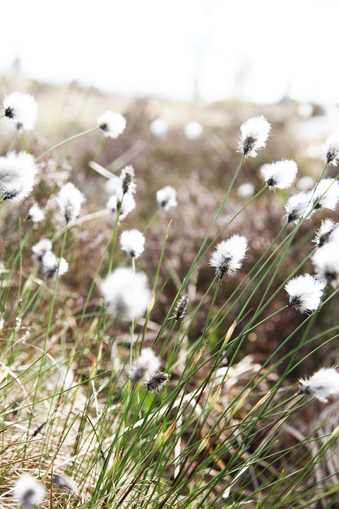 Katun-Rumput Rumput Kapas Berbulu - Foto gratis di Pixabay