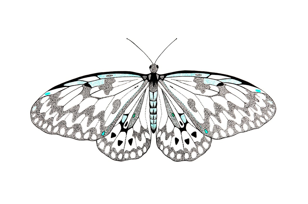 400+ Free Butterfly Drawing & Butterfly Images - Pixabay