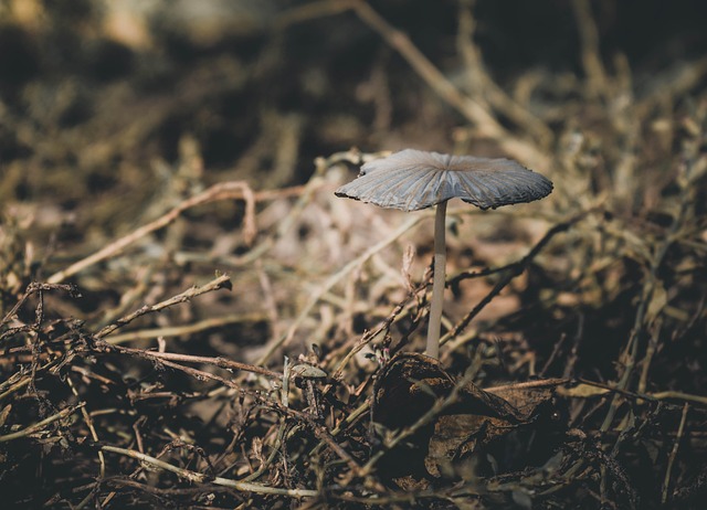 Champignon Forêt La Nature - Photo gratuite sur Pixabay - Pixabay