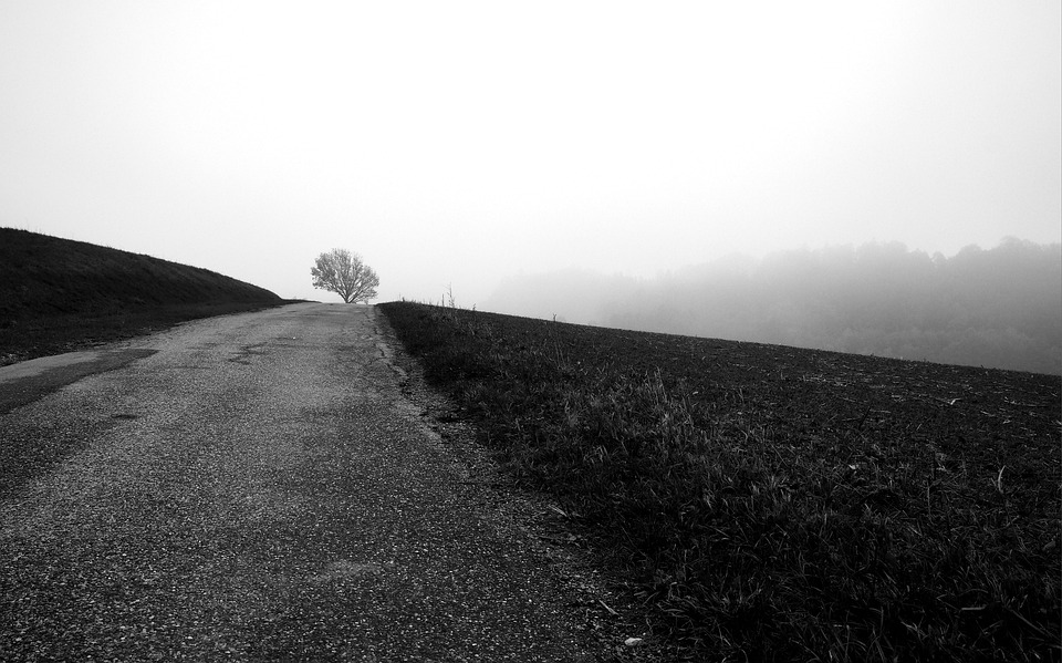 At The End Of Path Tree Fog - Free photo on Pixabay