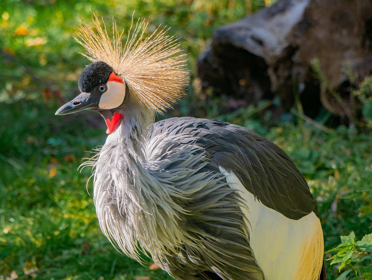5,000+ Free Cranes & Sandhill Crane Images - Pixabay