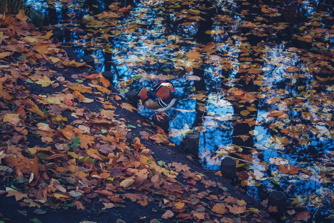 Autumn Duck Nature - Free photo on Pixabay - Pixabay
